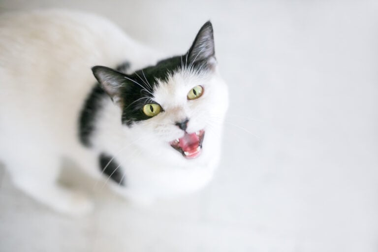 Cat Facial Expressions Study: What It Means For You And Your Feline Friend