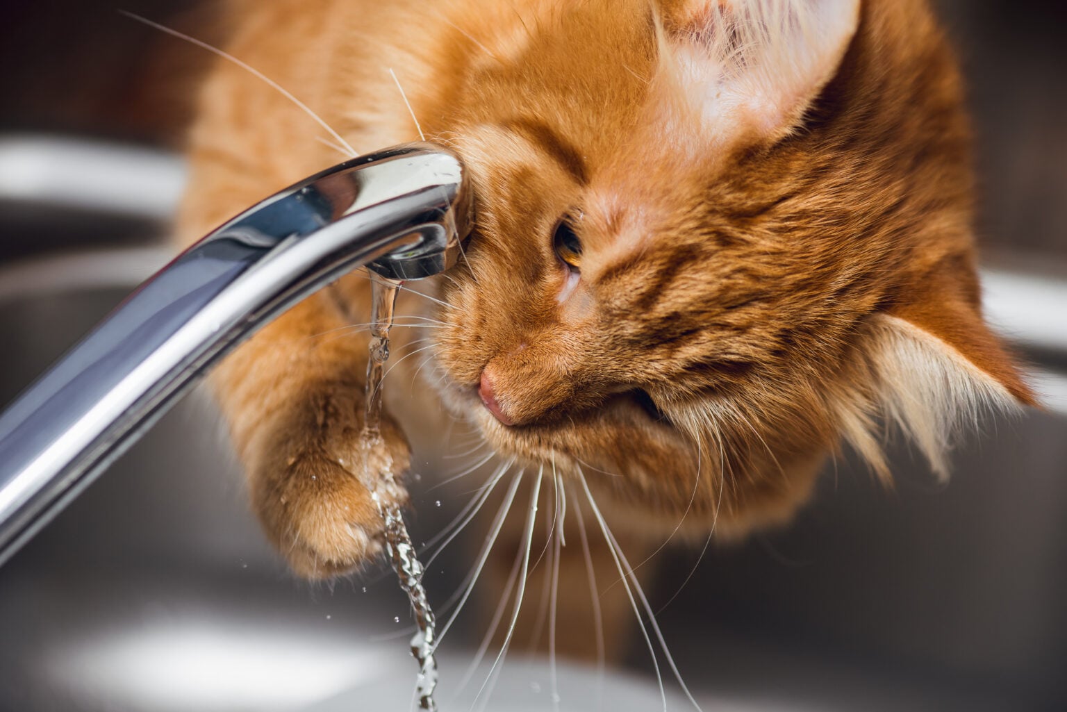 Why Does My Cat Paw At Water? It’s Not Just Being Weird - Love Your Cat