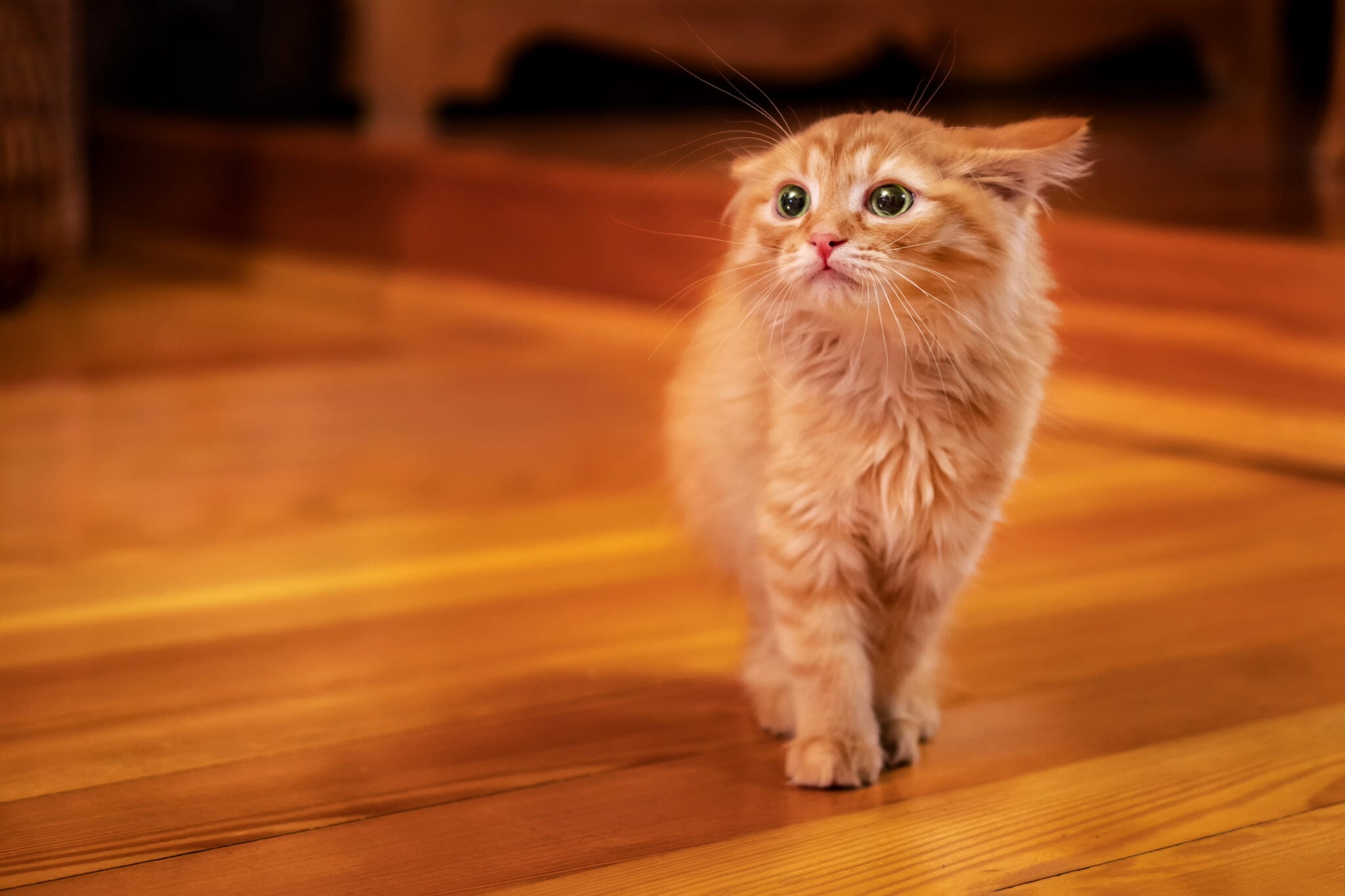 Can Cats Have Autism, Or Are They Just … Cats? - Love Your Cat