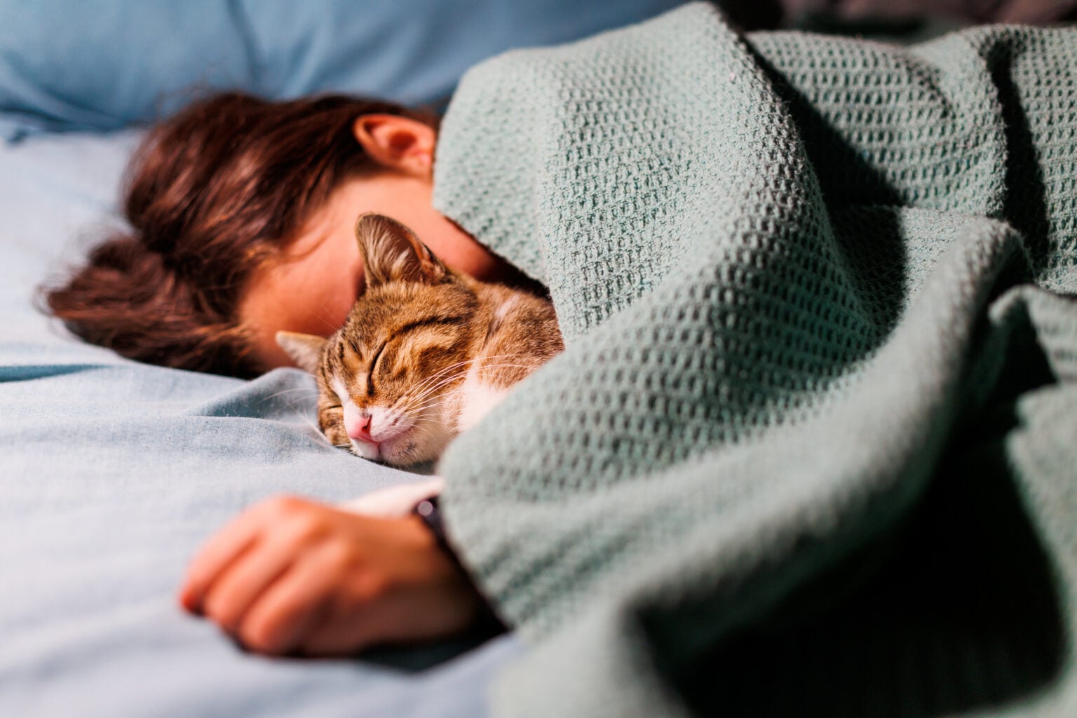 Can Cats Have Down Syndrome? The Truth Behind The Viral Cats - Love ...