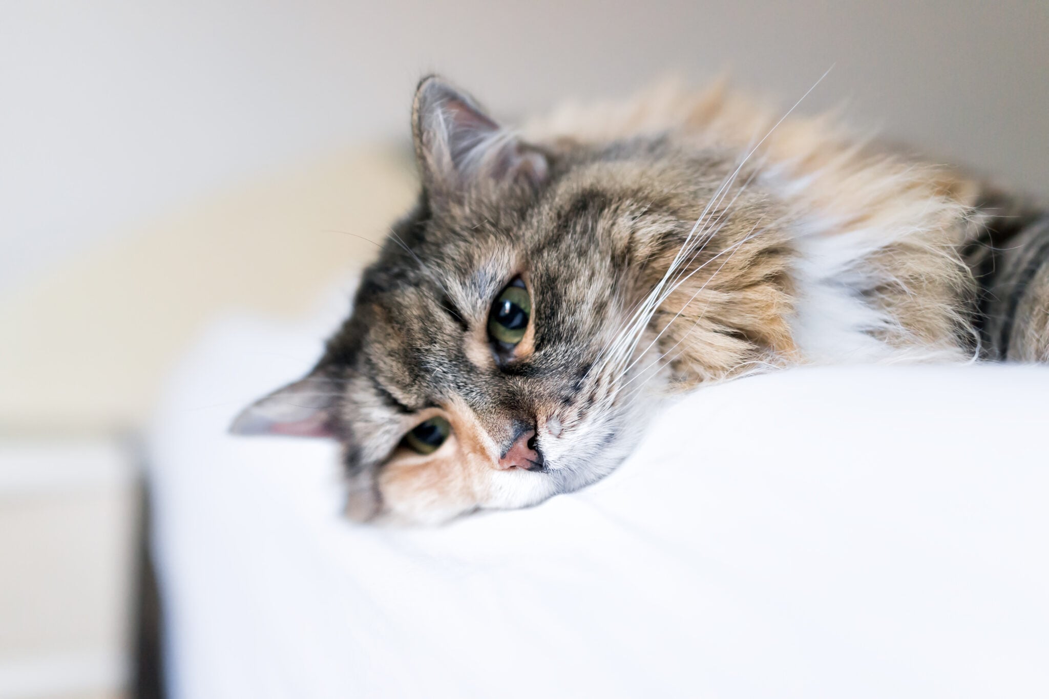Cat Facial Expressions Study: What It Means For You And Your Feline Friend