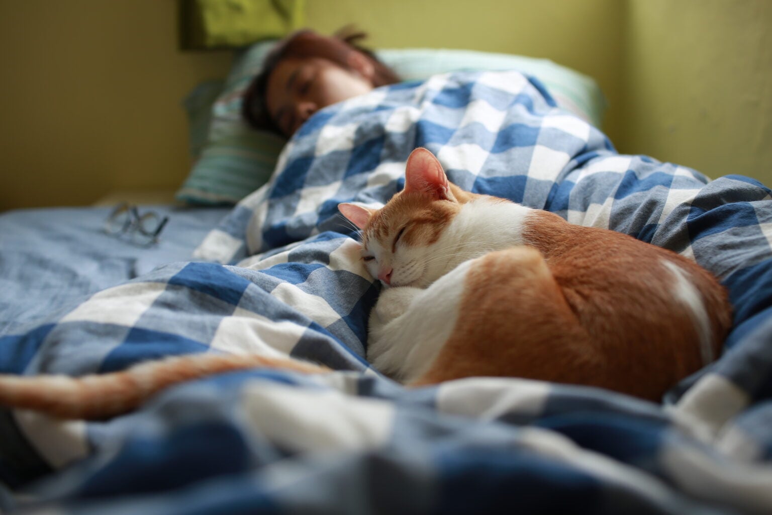 Why Your Cat Sleeps Pressed Up Against You & What It Really Means ...