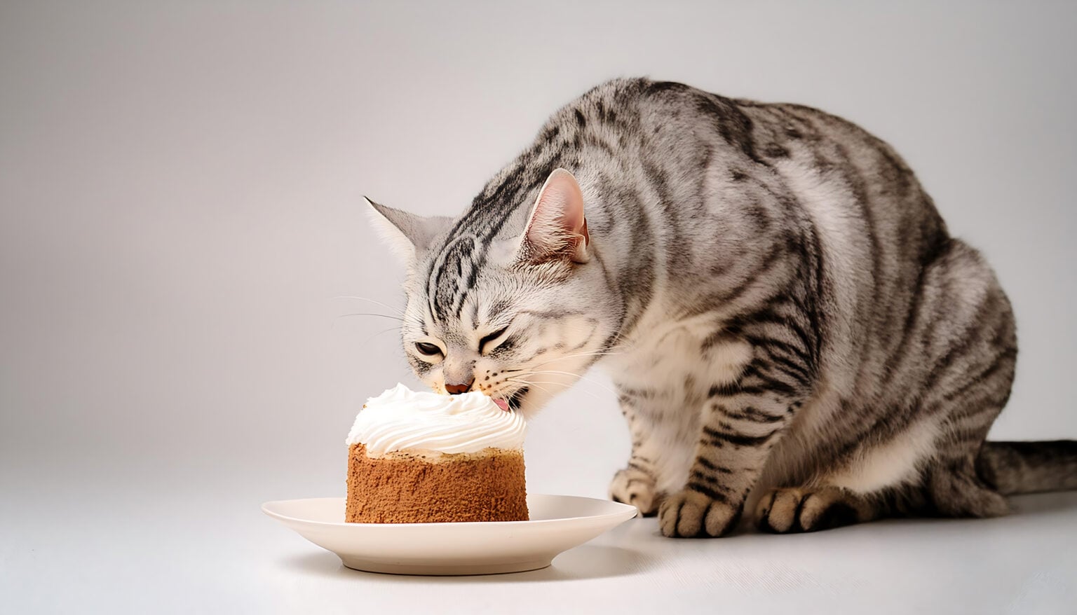 My 6 Favorite Easy Cat Cake Recipes + Decoration Ideas For A Cat ...