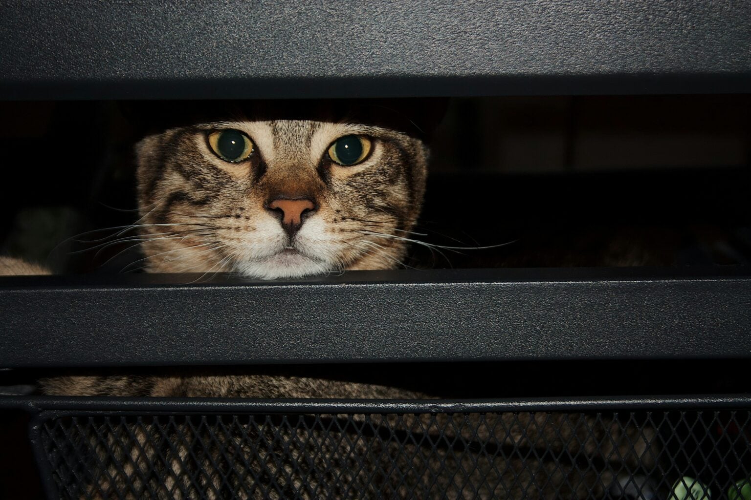 Top 10 Reasons Crating Cats At Night Could Actually Help Your Cat ...