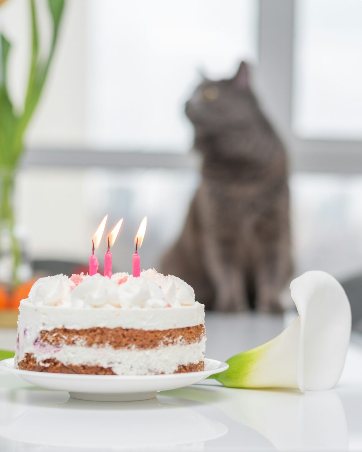 My 6 Favorite Easy Cat Cake Recipes + Decoration Ideas For A Cat ...