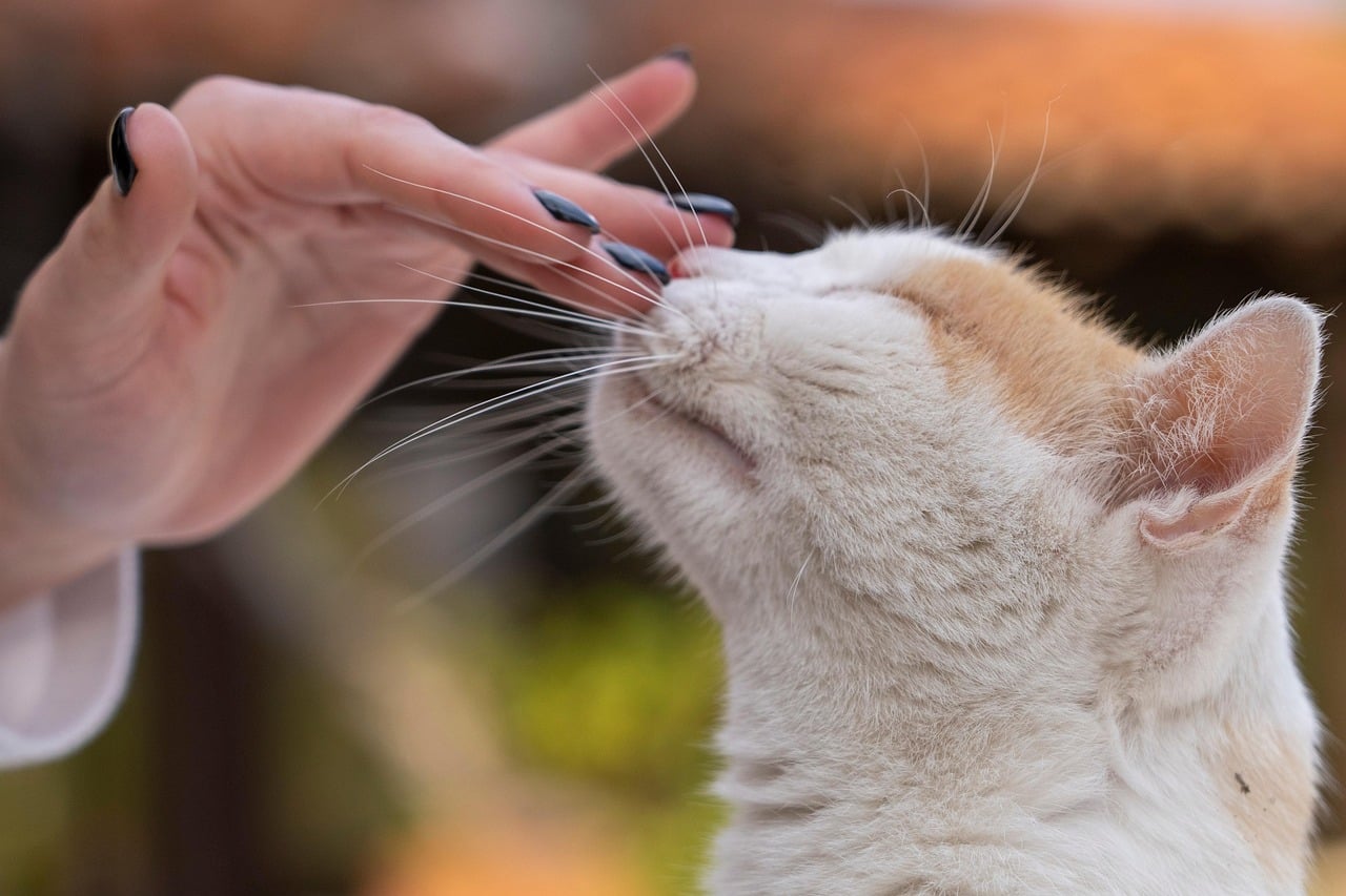 Cat Facial Expressions Study: What It Means For You And Your Feline Friend