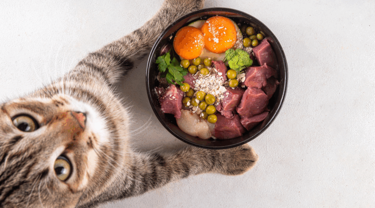 Homemade Cat Food: What To Know + 8 Vet-Inspired Recipes For Meals & Treats