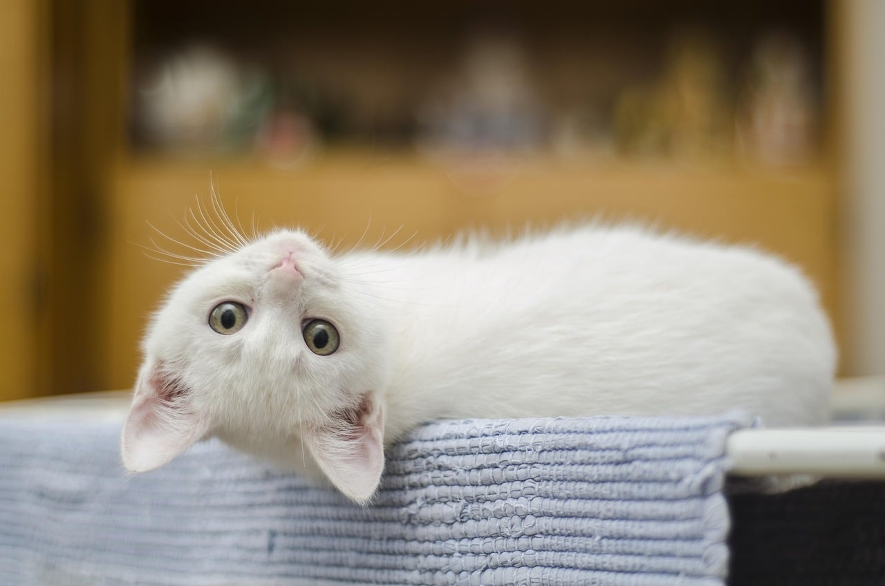 What Are Cats Scared Of? Explaining The Sudden Threat Of Everything ...