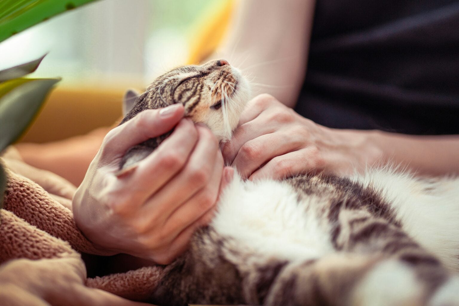 Cat Facial Expressions Study: What It Means For You And Your Feline Friend