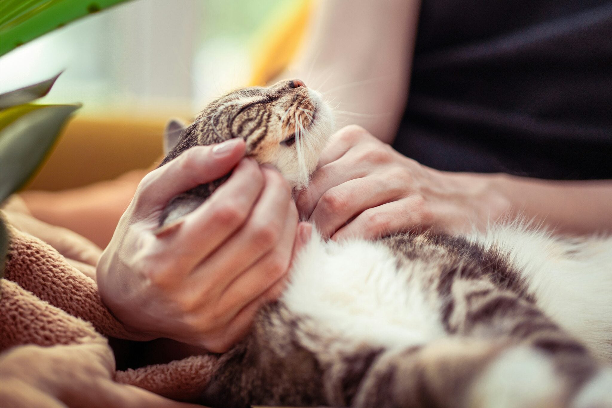 Why Does My Cat Bring Me Gifts? The Answer Is Surprisingly Sweet - Love ...
