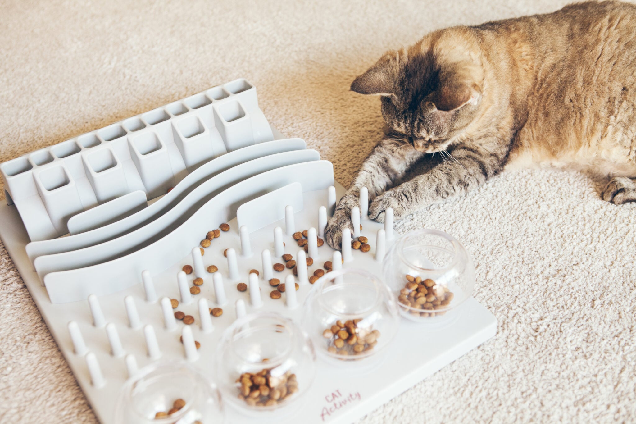 How To Discipline A Cat Without Yelling: 8 Tricks That Actually Work ...