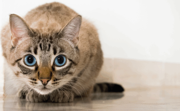 Cat Facial Expressions Study: What It Means For You And Your Feline Friend