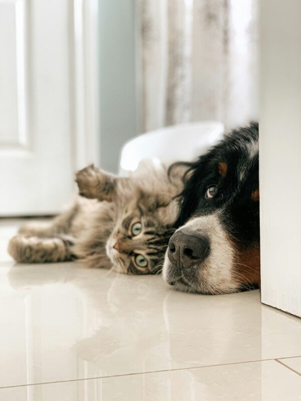 Are Cats Color Blind? Here’s What Your Cat Actually Sees All Day - Love ...