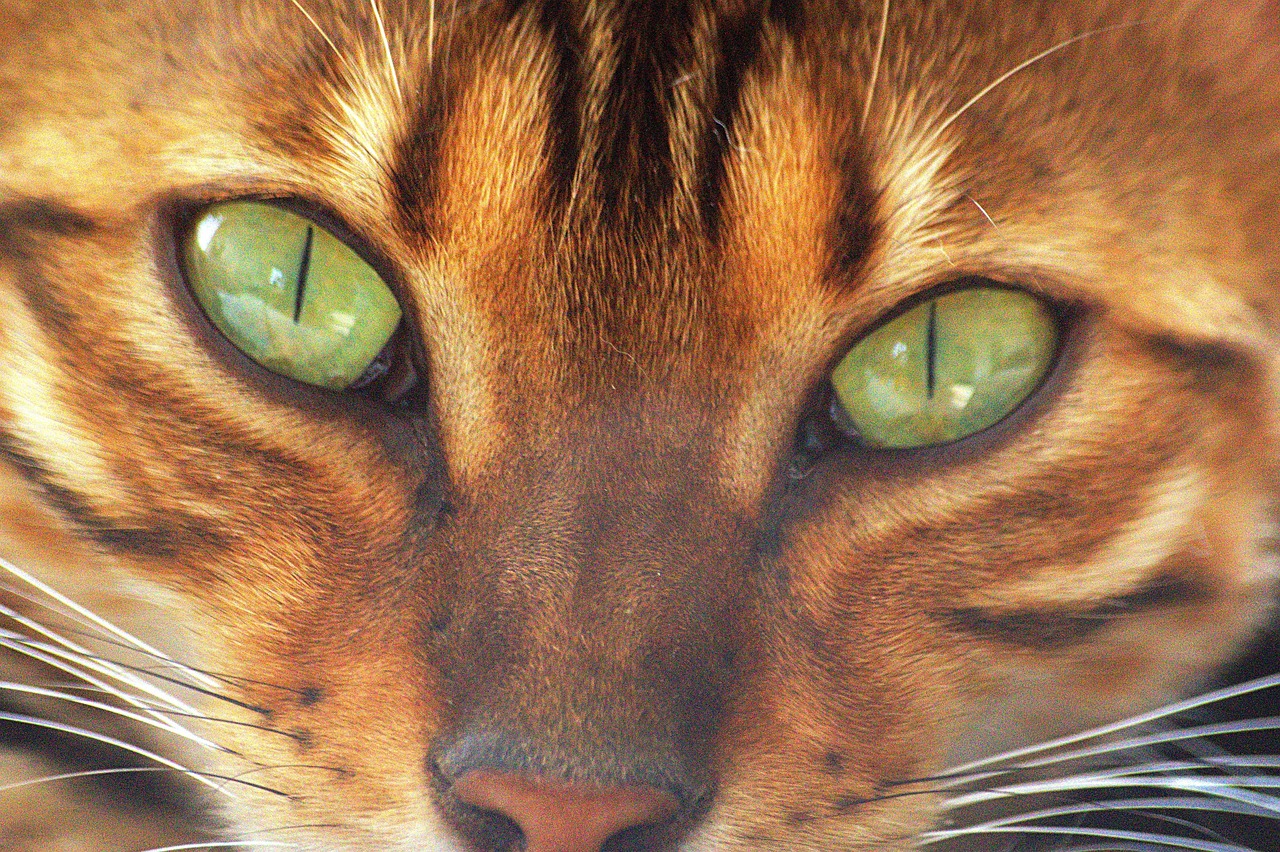Are Cats Color Blind? Here’s What Your Cat Actually Sees All Day - Love ...