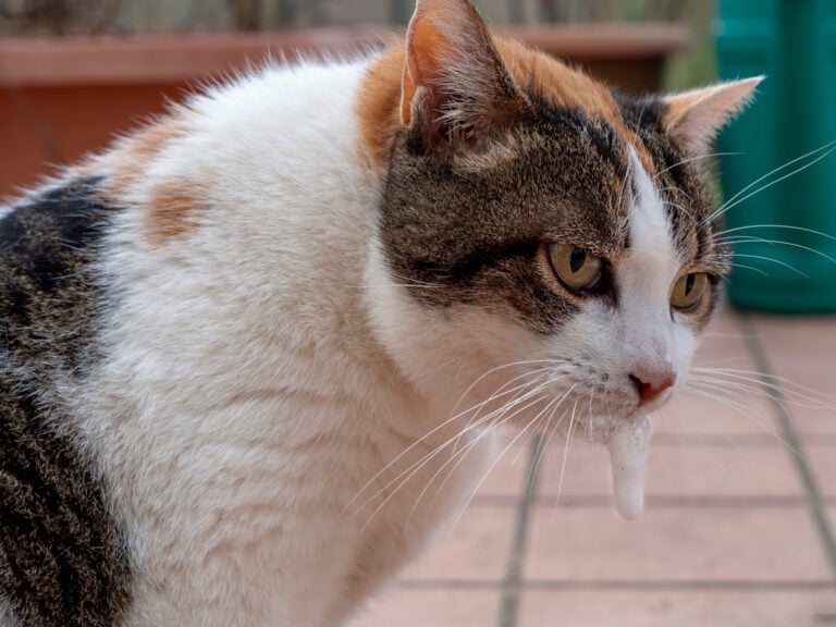 Is Clear Cat Vomit Normal? Here’s How To Tell When It’s A Problem ...