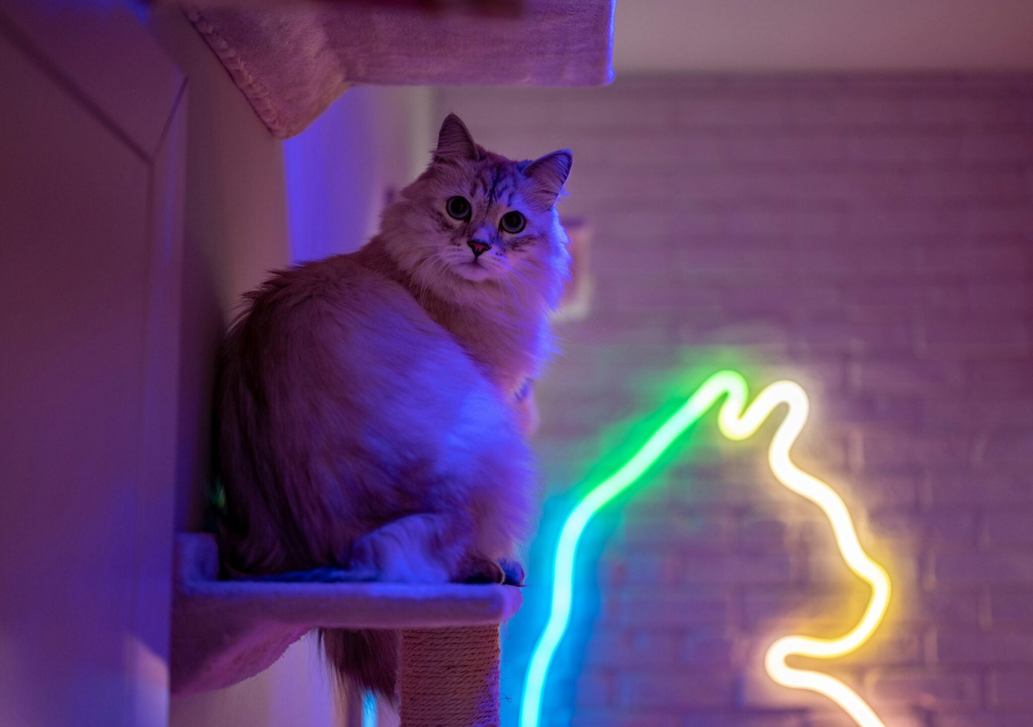 What Cats Experience When The Lights Go Out: Why Some Cats Struggle ...