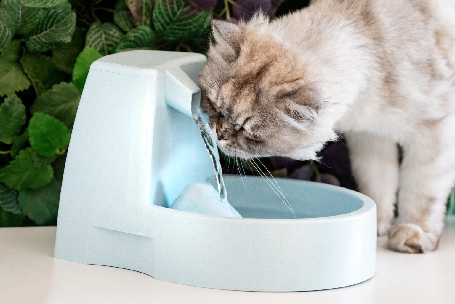 Why Does My Cat Paw At Water? It’s Not Just Being Weird - Love Your Cat