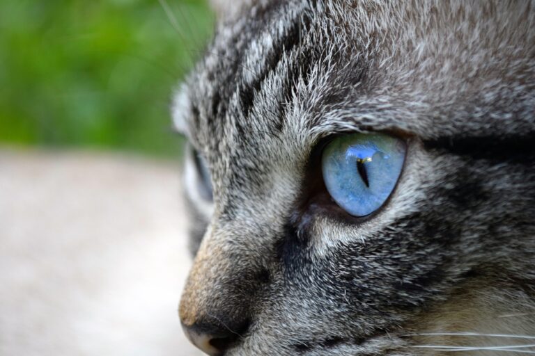 Are Cats Color Blind? What Your Cat Really Sees - Love Your Cat
