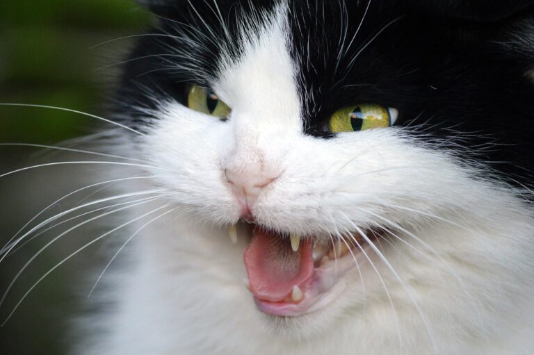Cat Suddenly Hissing At You? Here Are 5 Common Reasons - Love Your Cat