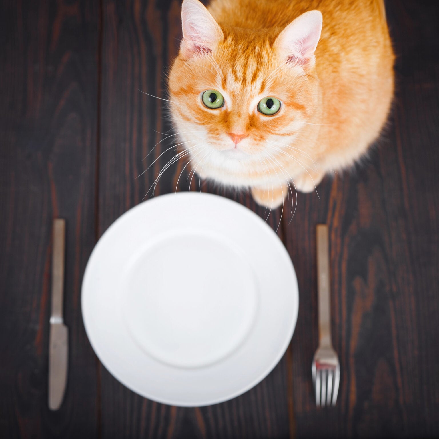 Is Clear Cat Vomit Normal? Here’s How To Tell When It’s A Problem ...