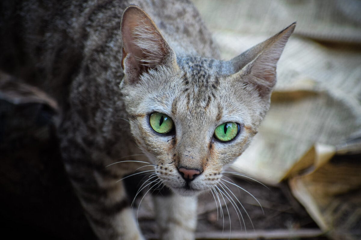 What’s Behind The Cat Stares? 6 Clues From Your Feline Overlord - Love ...