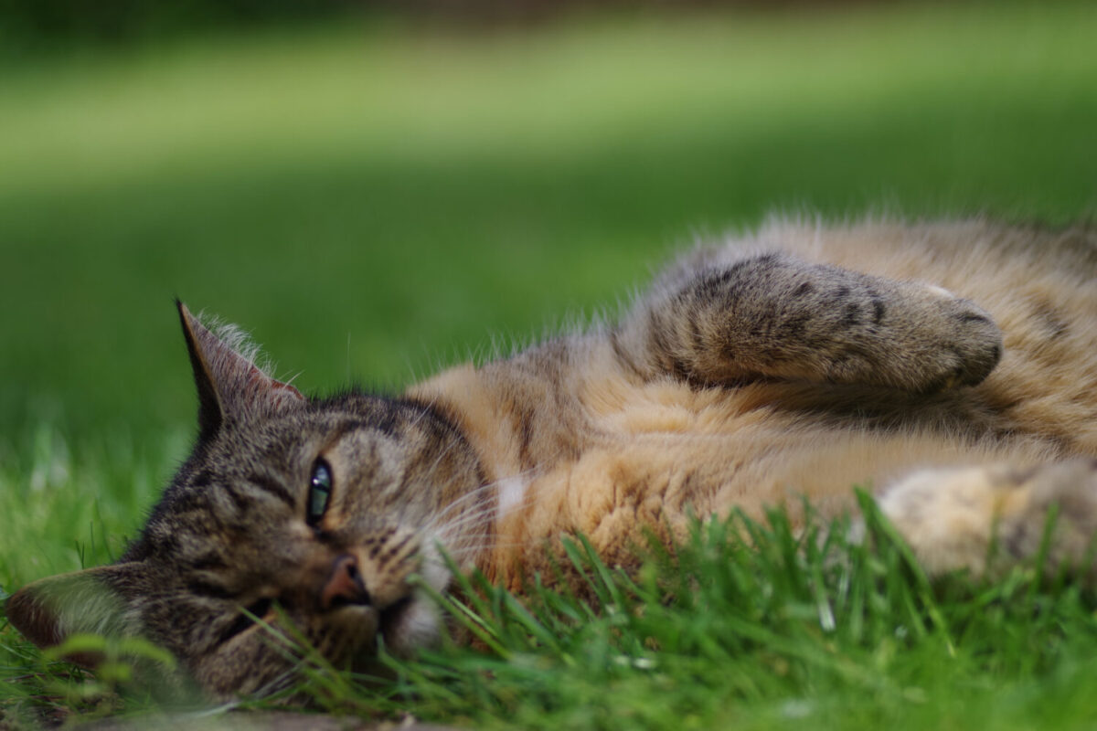 You’ve Heard Of Egyptian Cat Breeds: But How Many Are Actually Egyptian ...