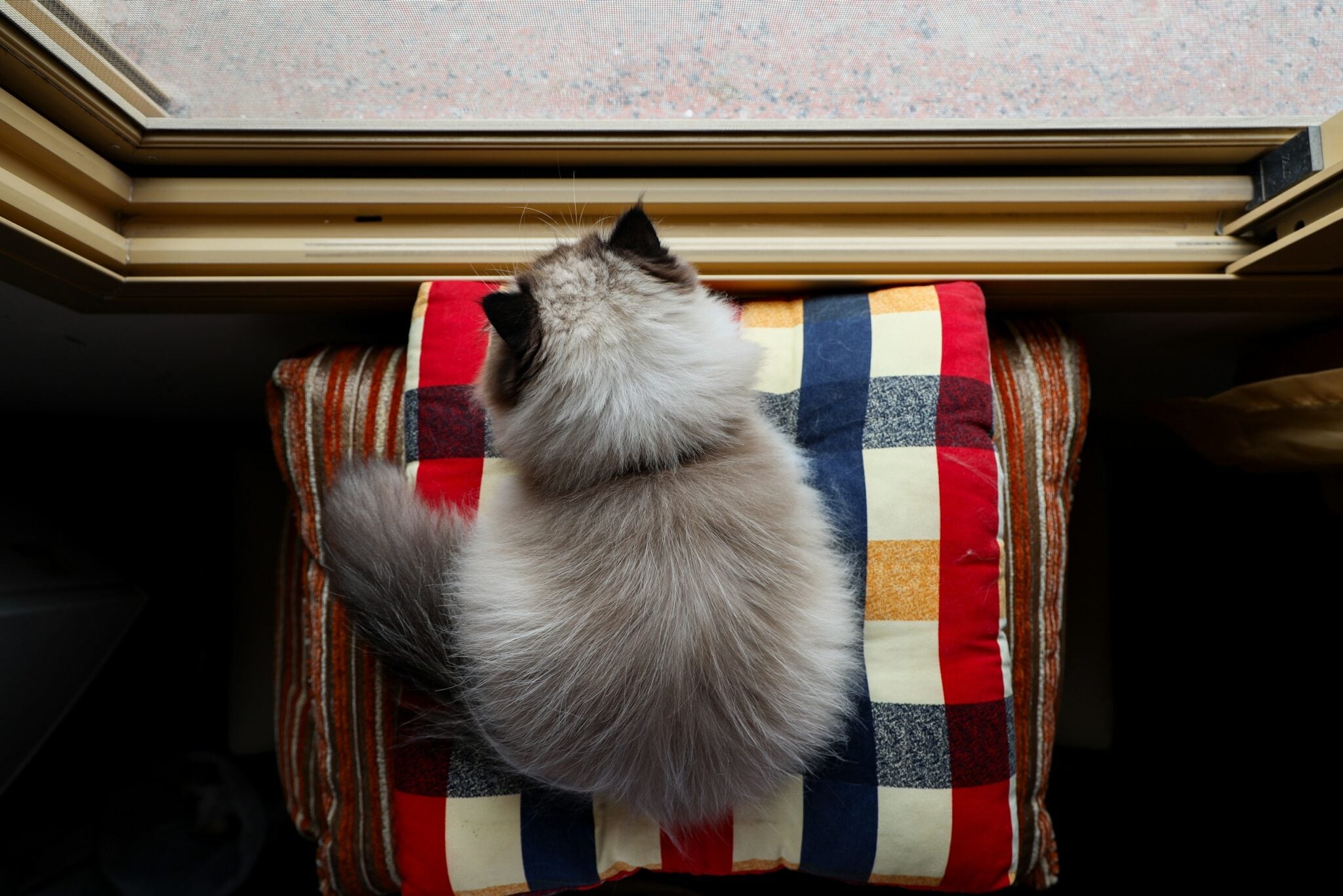 How Long Can Cats Be Left Alone (And When You Need A Sitter) - Love ...