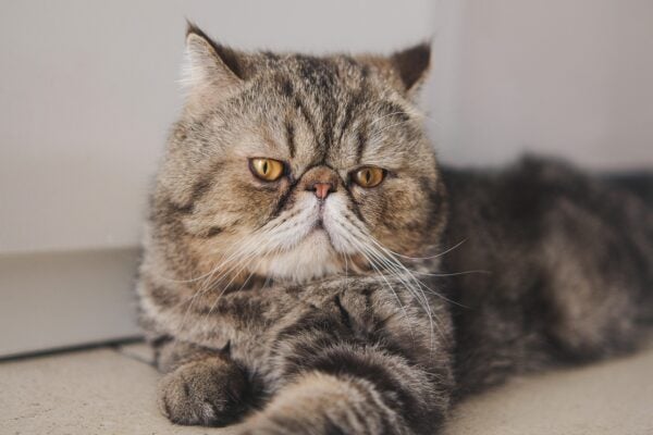 10+ Cats With Round Ears That Look Like Real-Life Plush Toys - Love ...