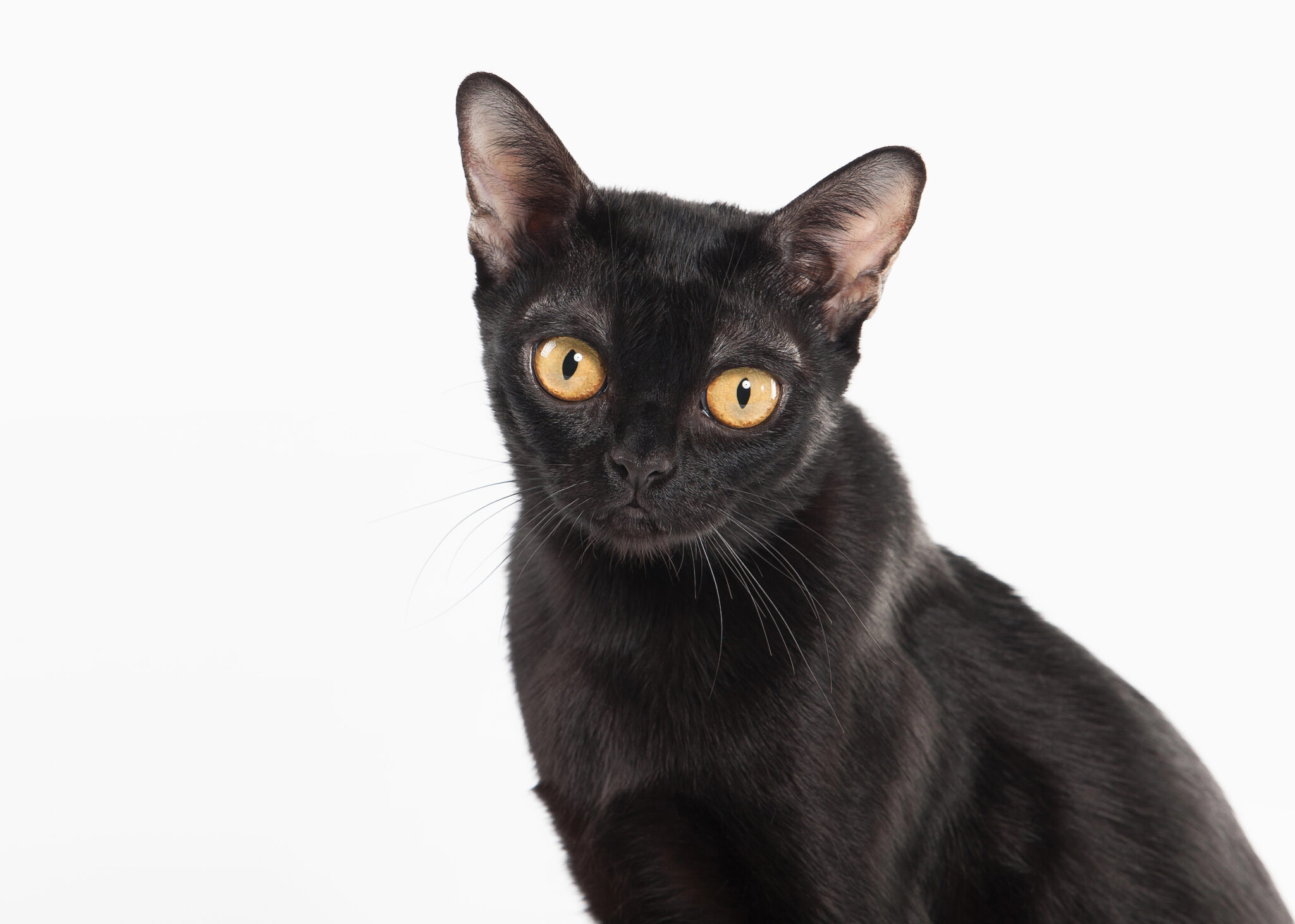 10+ Cats With Round Ears That Look Like Real-Life Plush Toys - Love ...