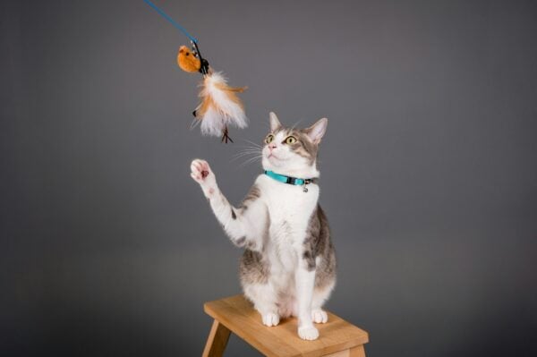 My Cat Ate A Fly And I Panicked: What Actually Happens Might Surprise ...