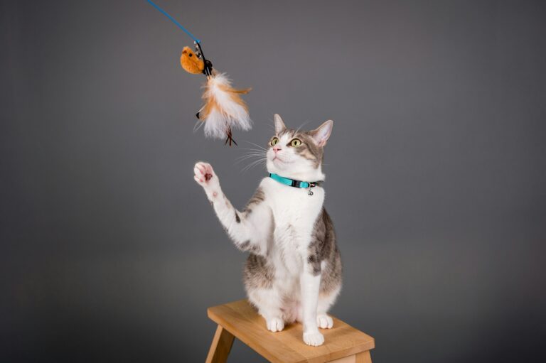 My Cat Ate A Fly And I Panicked: What Actually Happens Might Surprise ...