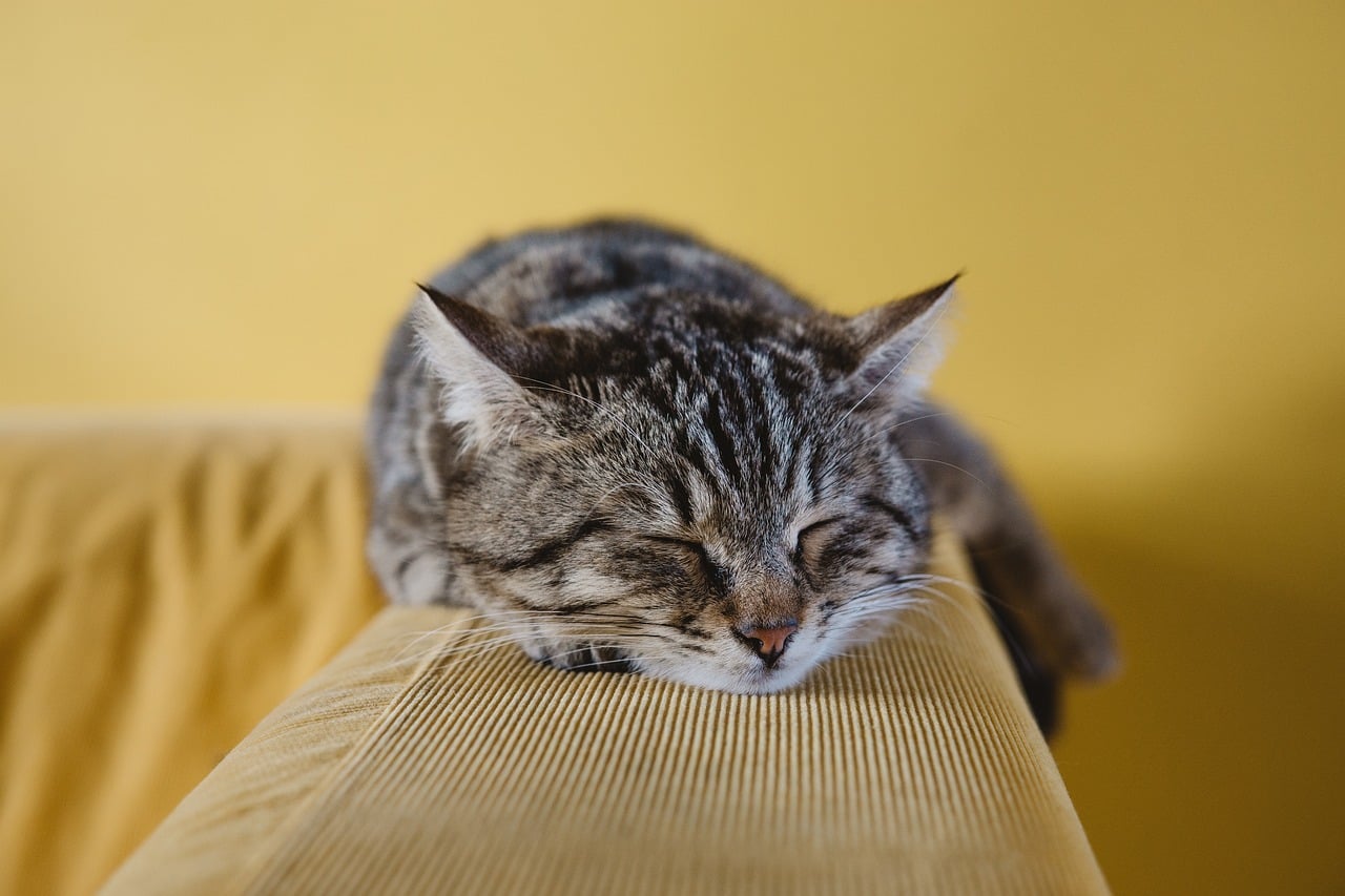 How Long Can Cats Be Left Alone (And When You Need A Sitter) - Love ...