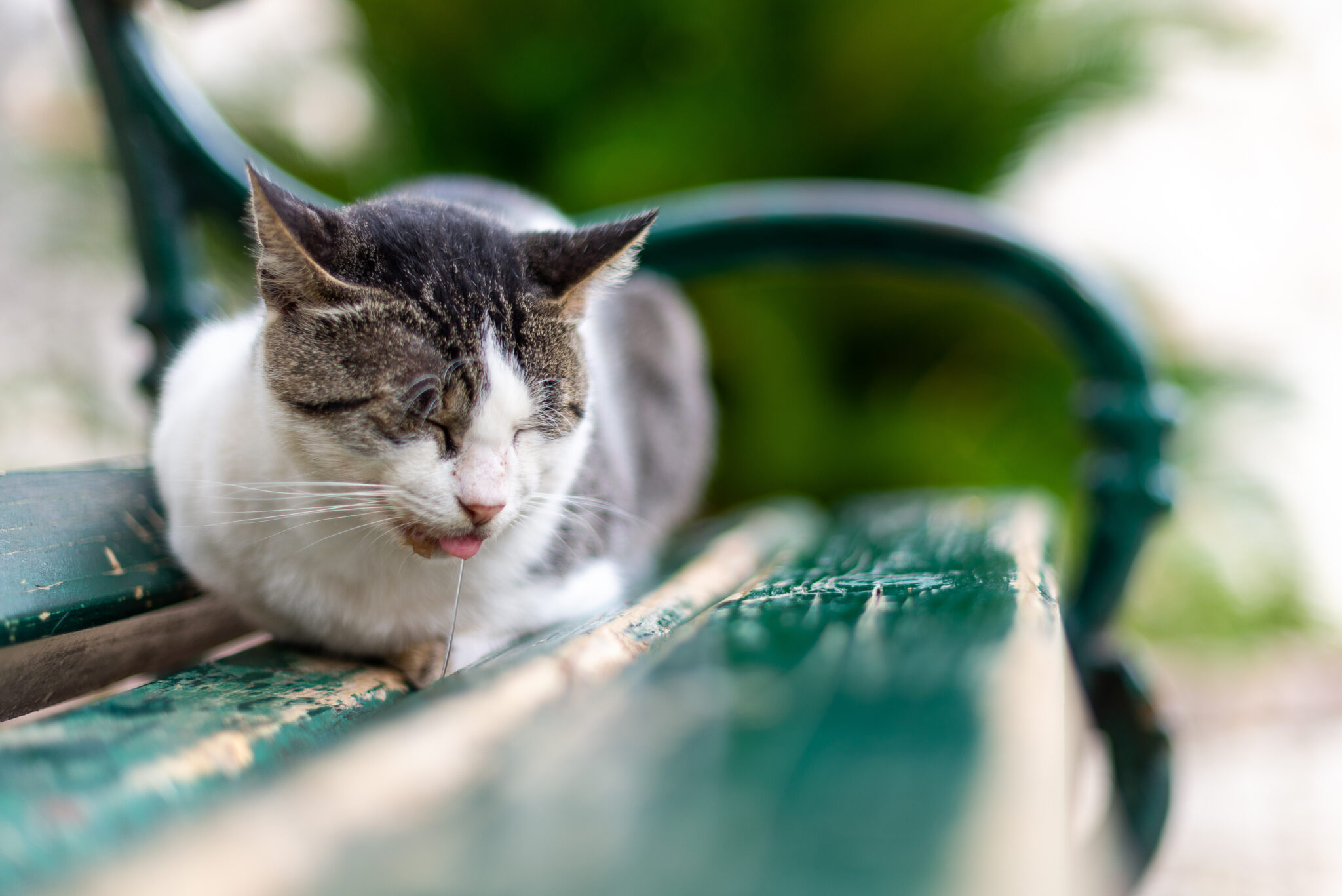 Love Drool Or Red Flag? What Your Cat’s Drooling Is Telling You - Love ...
