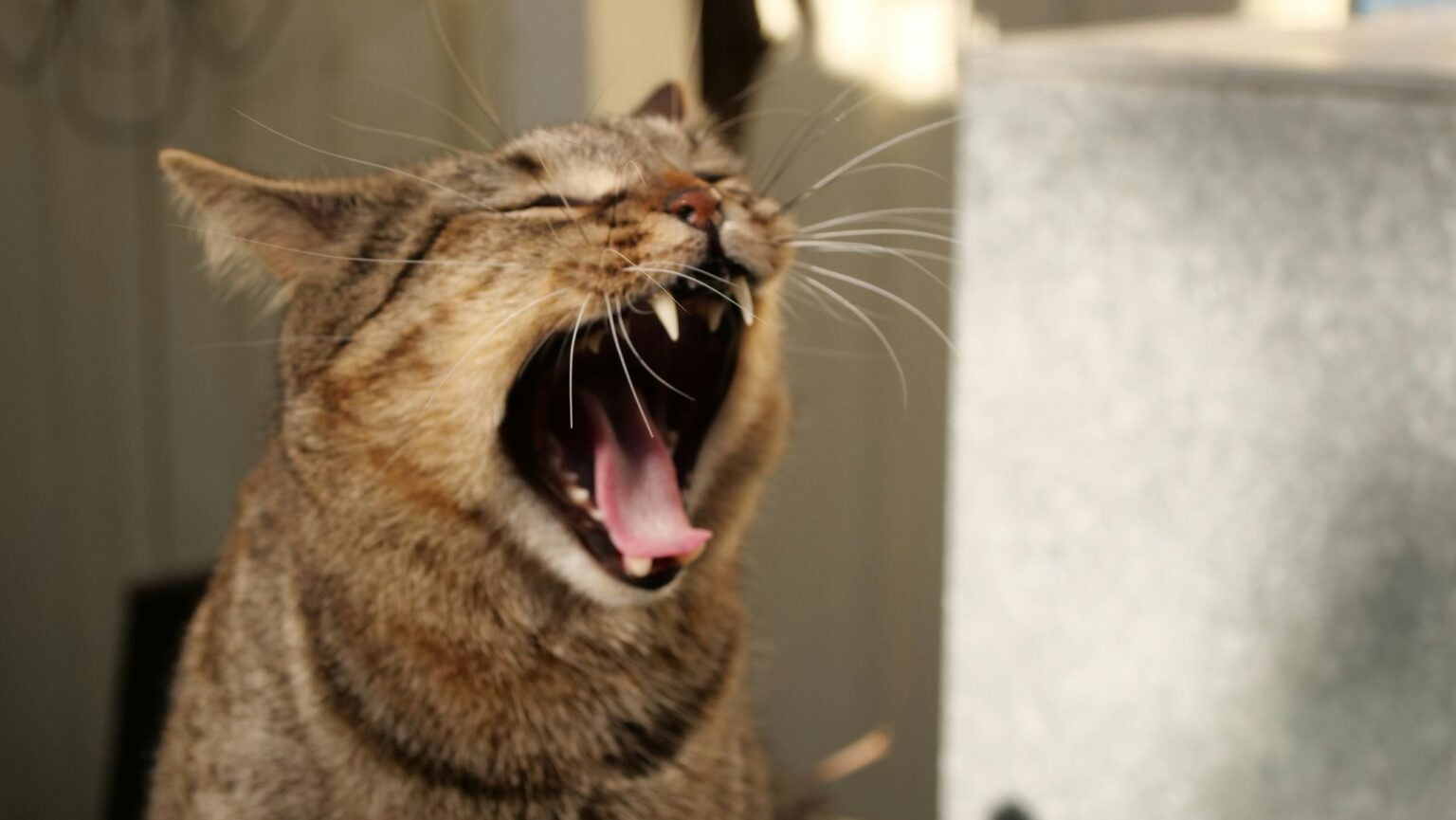 Love Drool Or Red Flag? What Your Cat’s Drooling Is Telling You - Love ...