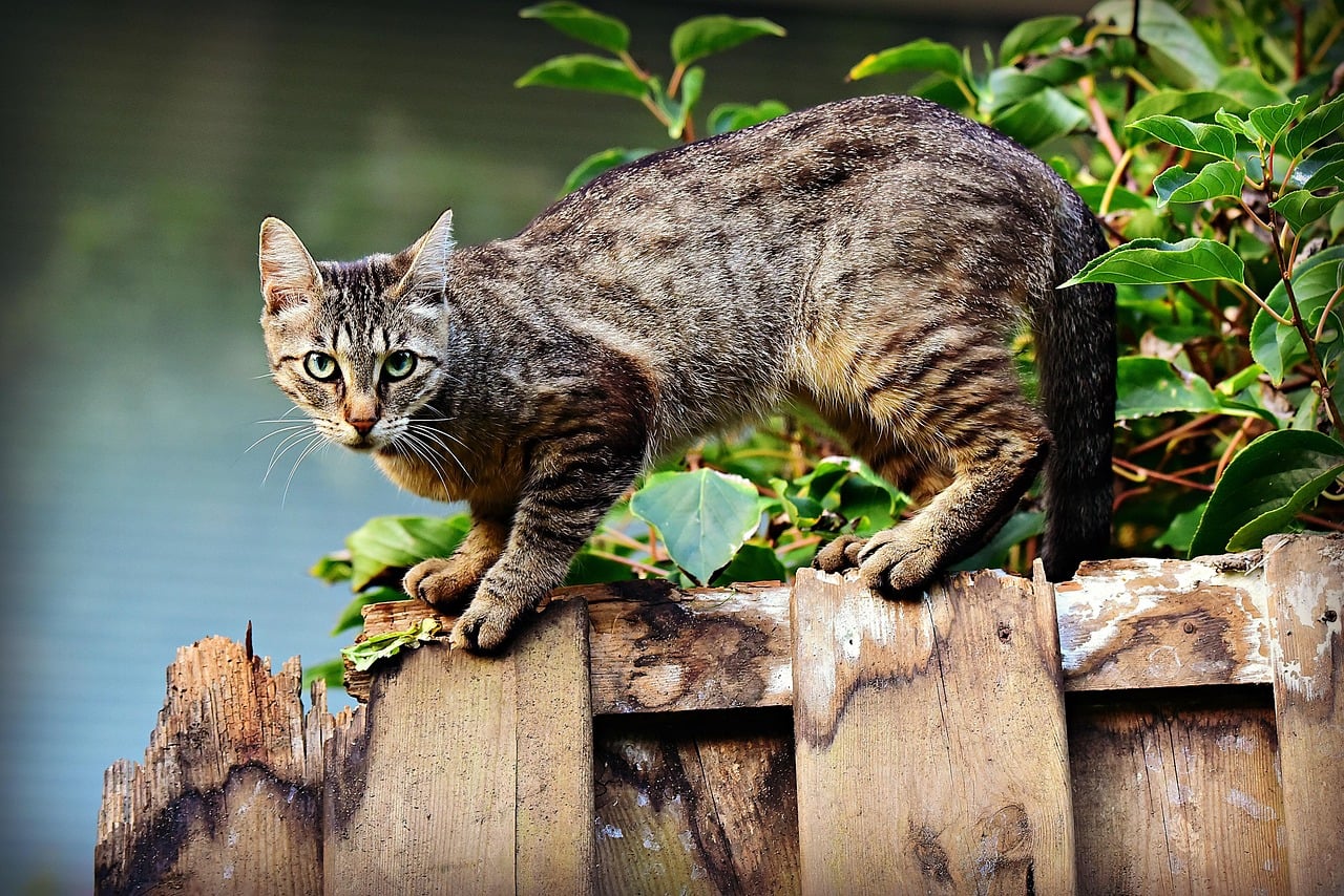 Abyssinian Tabby Mix: The Wild-At-Heart House Cat You’ll Love - Love ...