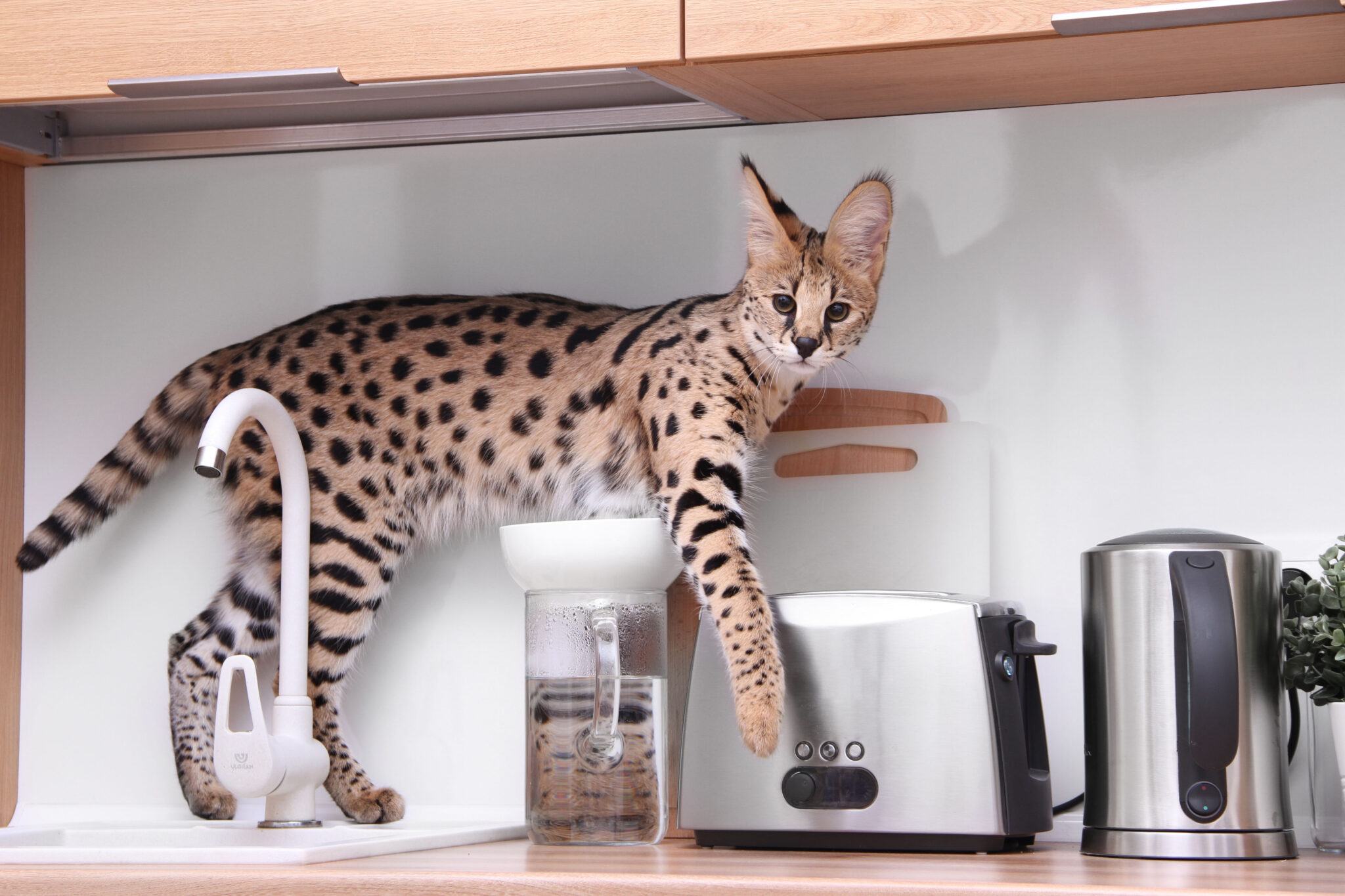 From Wild To Mild: Which Savannah Cat Generation Fits Your Life? - Love ...