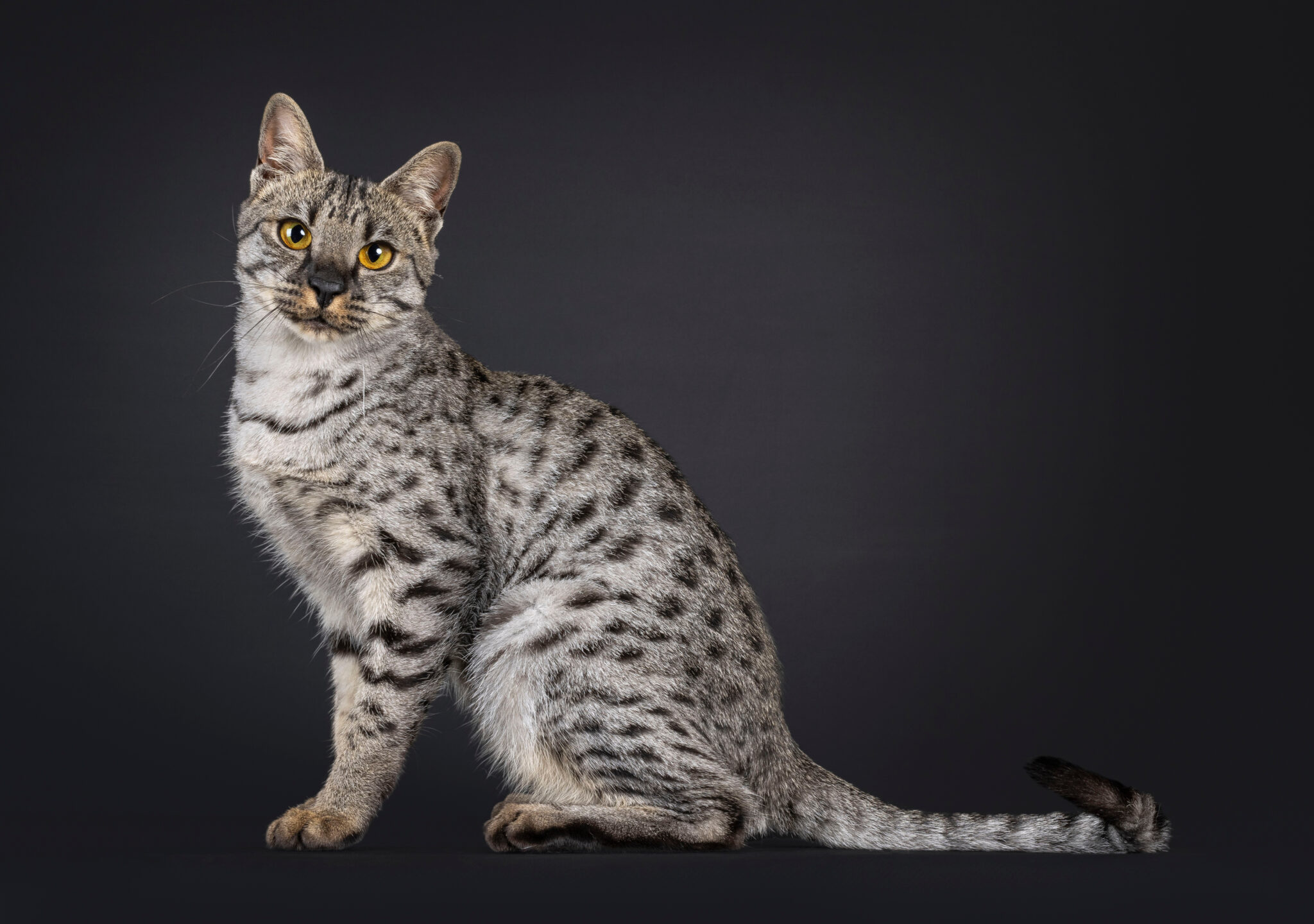 From Wild To Mild: Which Savannah Cat Generation Fits Your Life? - Love ...