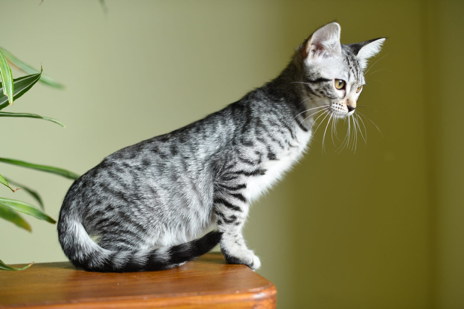 How Long Can Cats Be Left Alone (And When You Need A Sitter) - Love ...