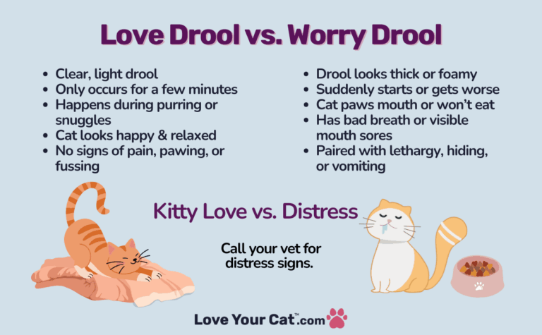 Love Drool Or Red Flag? What Your Cat’s Drooling Is Telling You - Love ...