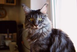 10+ Cats With Round Ears That Look Like Real-Life Plush Toys - Love ...