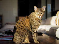From Wild To Mild: Which Savannah Cat Generation Fits Your Life? - Love ...