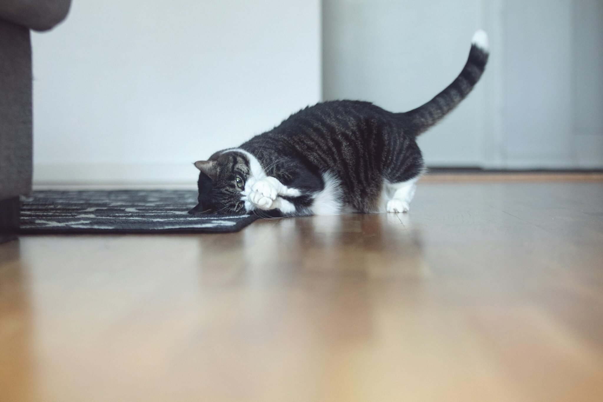 Why Do Cats Wag Their Tails? What Each Movement Really Means - Love ...