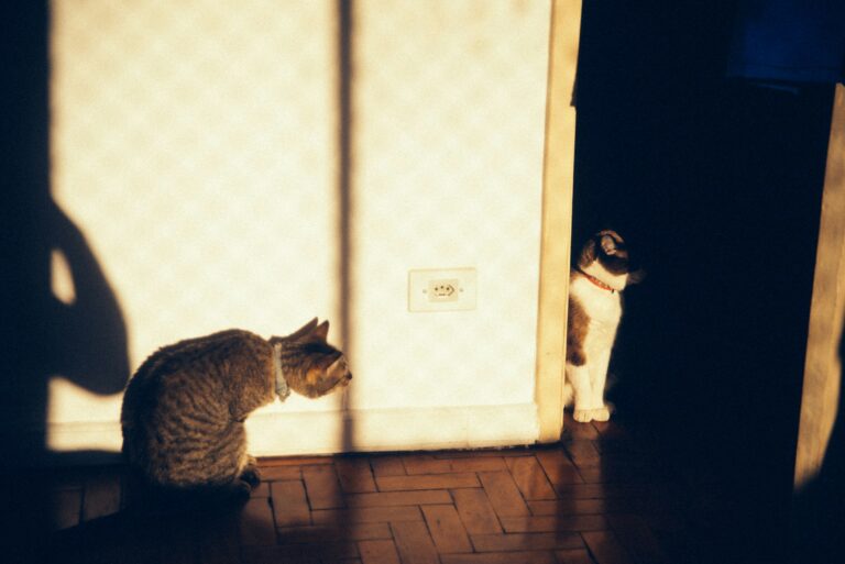 Love At First Hiss? How To Tell If Two Cats Will (Eventually) Get Along