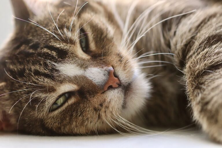 The Truth About Cat Zoomies (And Why They Happen At 3 A.M.) - Love Your Cat