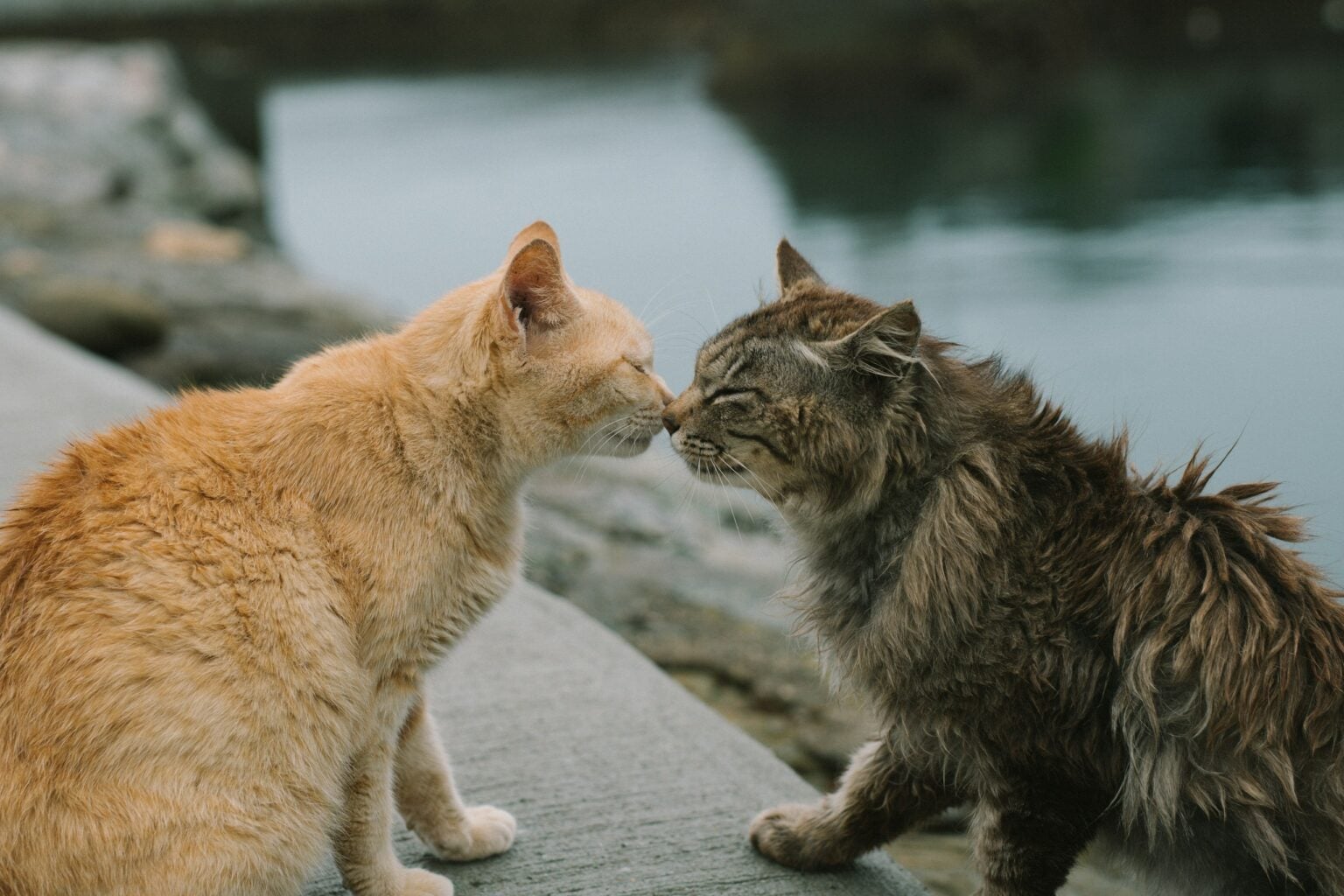 Love At First Hiss? How To Tell If Two Cats Will (Eventually) Get Along