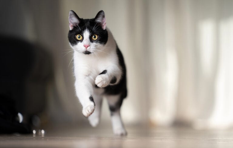 The Truth About Cat Zoomies (And Why They Happen At 3 A.M.) - Love Your Cat