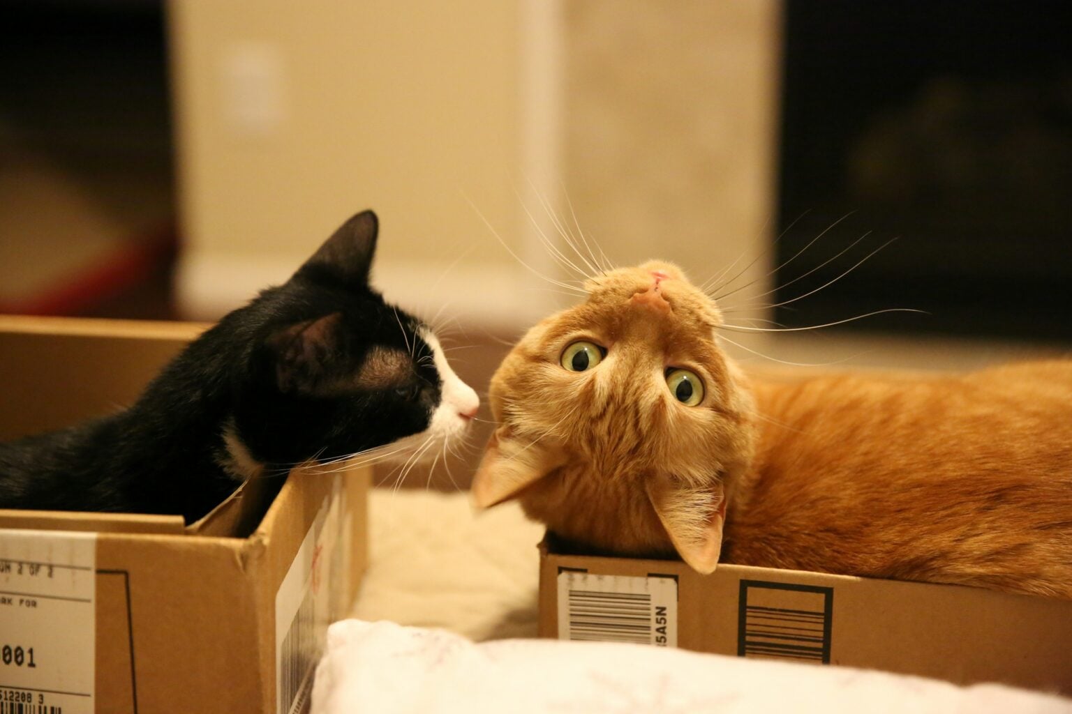 Male Cats vs Female Cats: Who’s Cuter, Cuddlier & More Chaotically ...