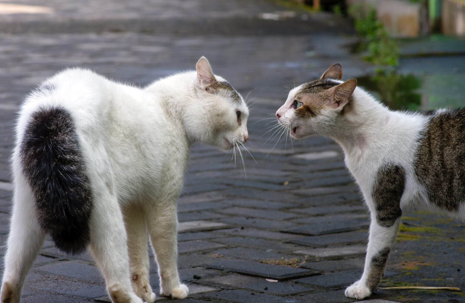 How Deadly Are Cat Fights? What Pet Parents Should Know - Love Your Cat
