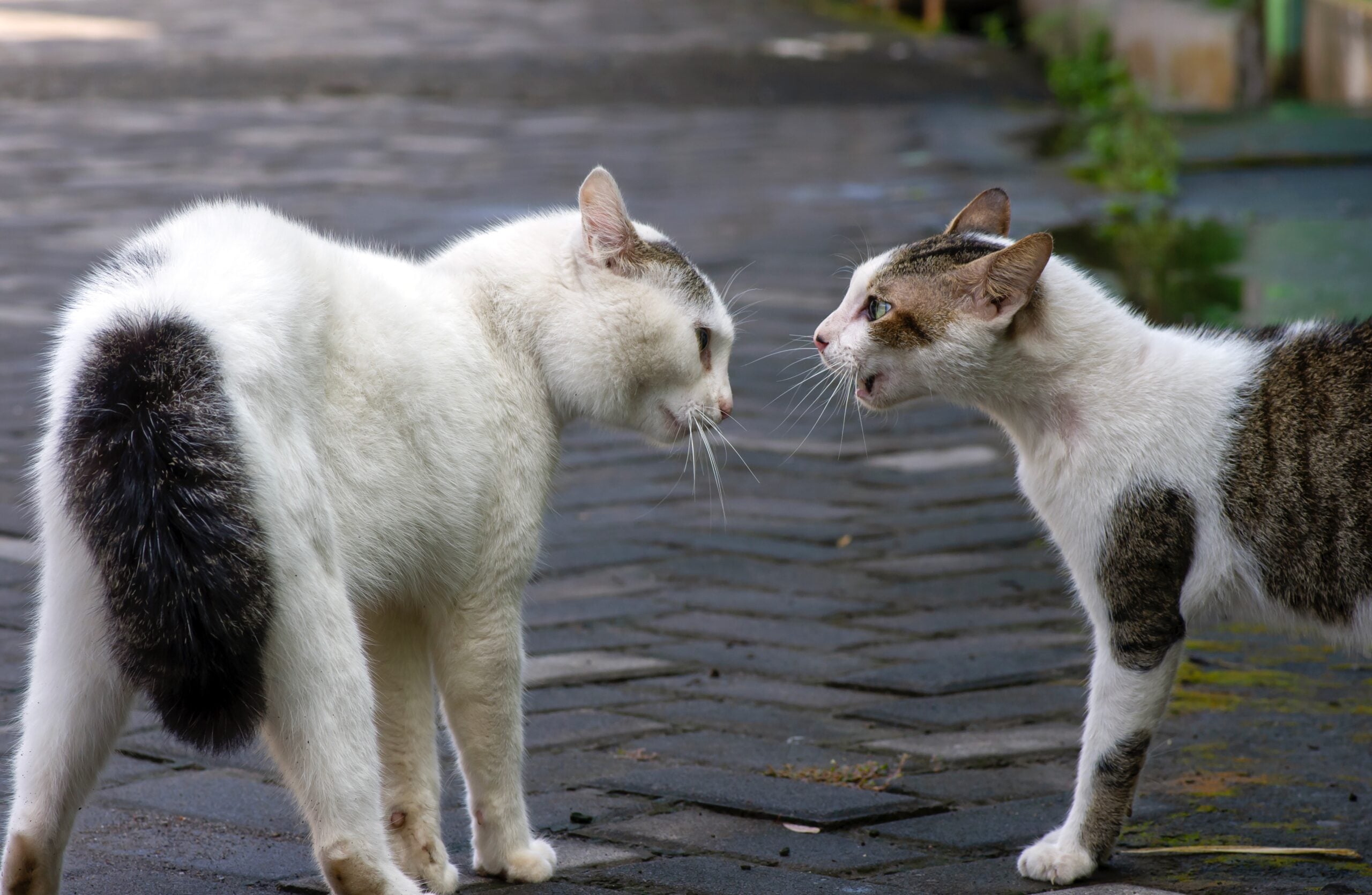 How Deadly Are Cat Fights? What Pet Parents Should Know - Love Your Cat
