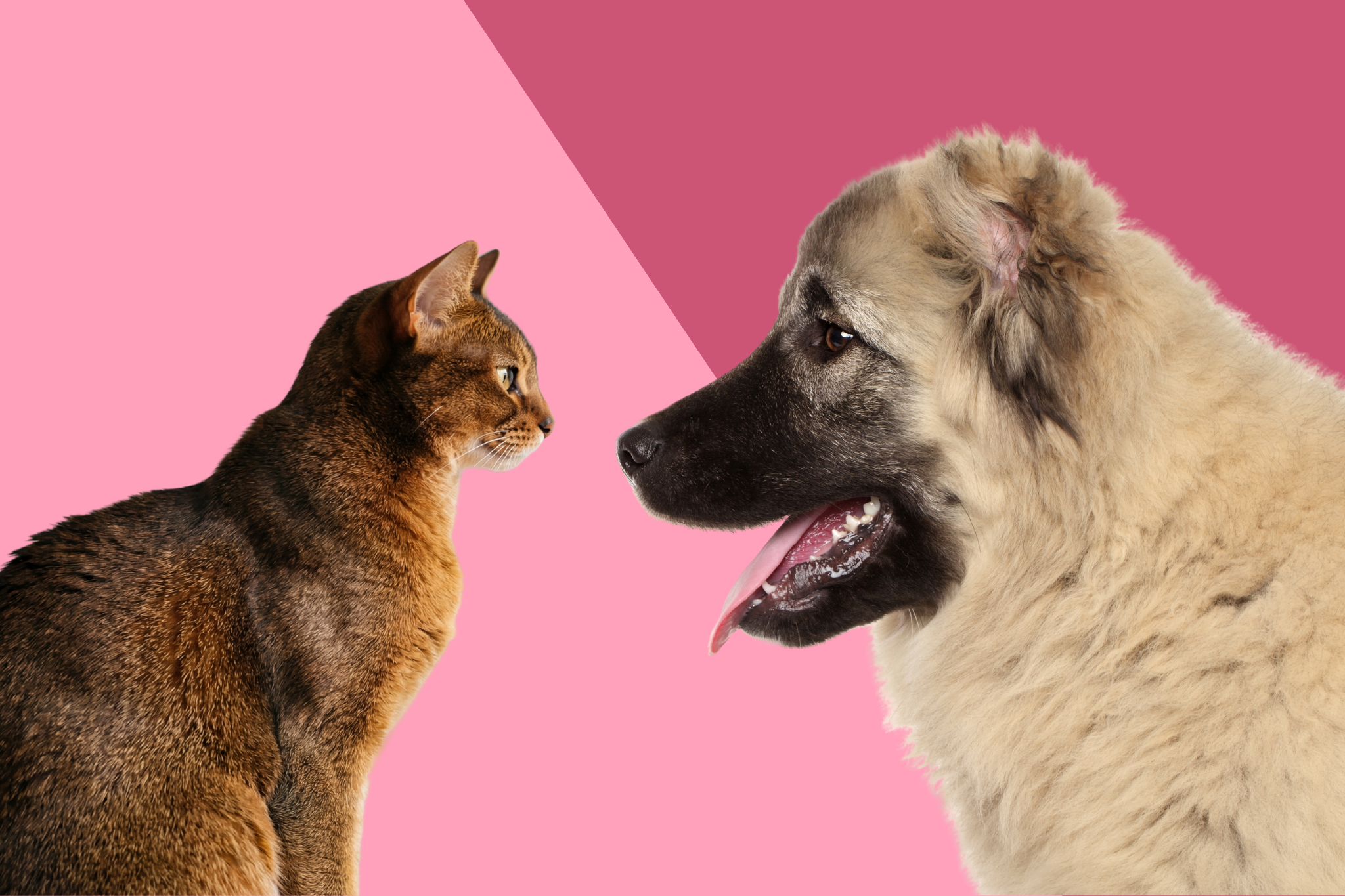 Why Cats Are Better Than Dogs (Yes, We’re Serious) - Love Your Cat